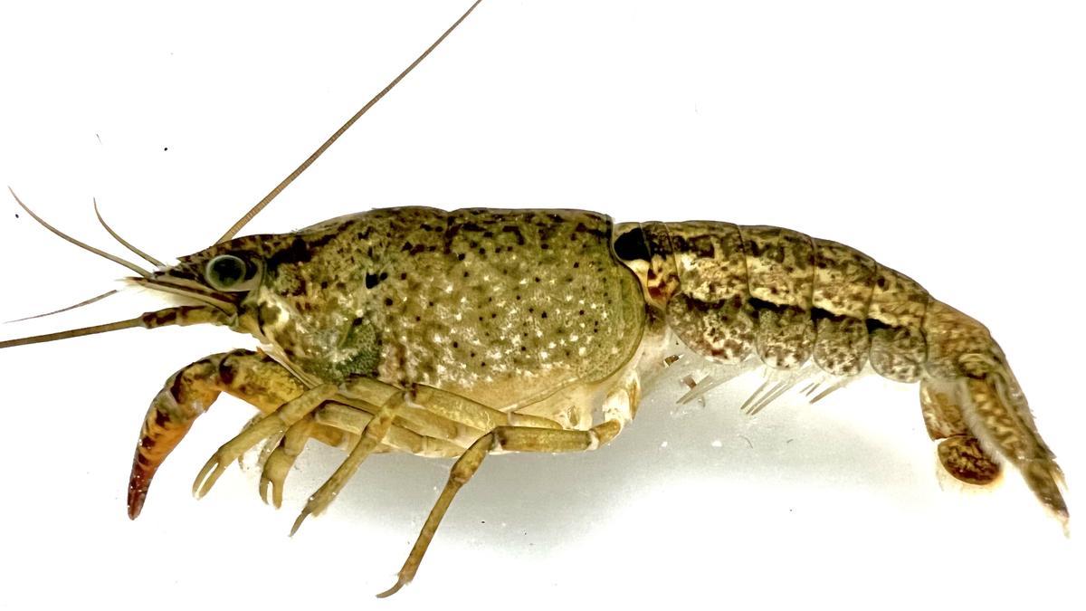 Llega a España el cangrejo mármol, nueva especie invasora que amenaza ...