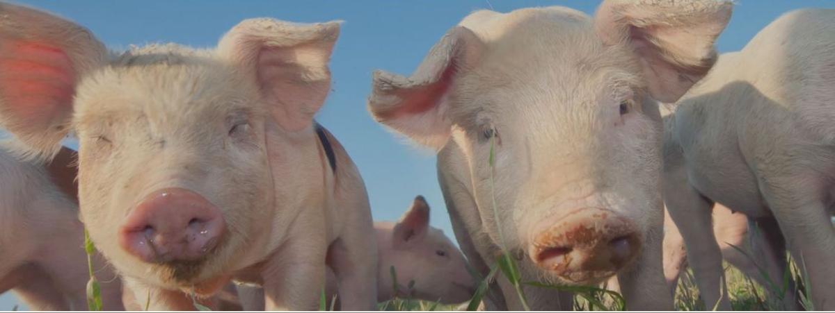 Cardil Productos Veterinarios: especialistas en herramientas para la ...