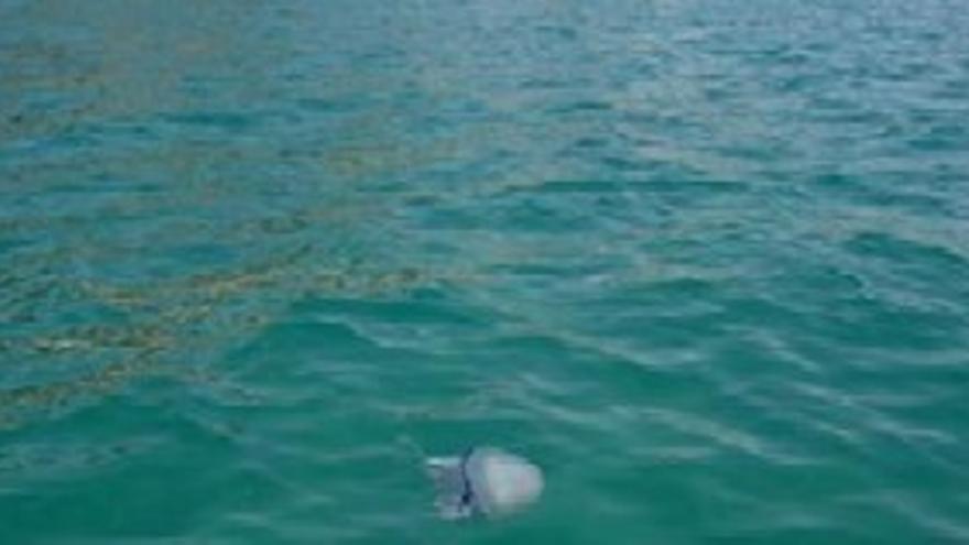 La medusa más letal, avistada en aguas del Mediterráneo