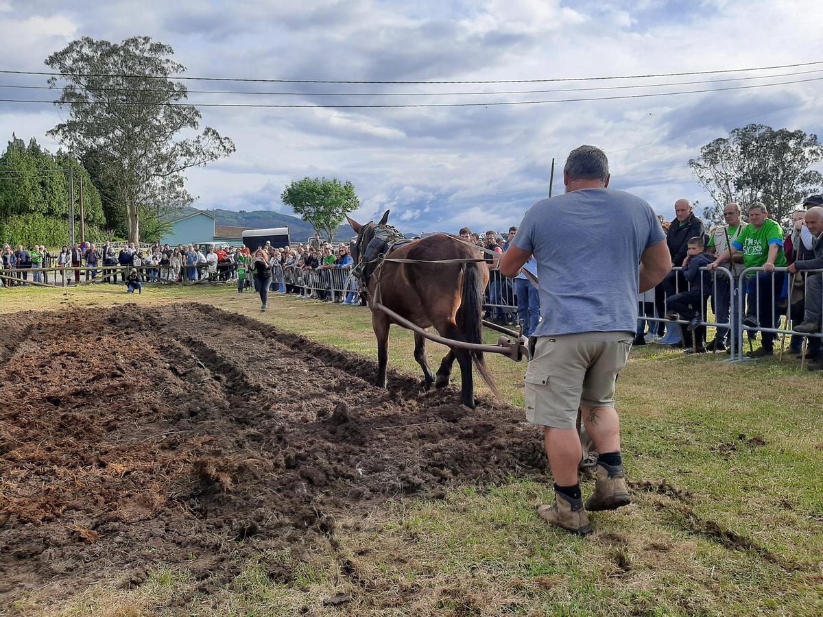 En imágenes: la exhibición de labranza y de pastoreo en Llanera