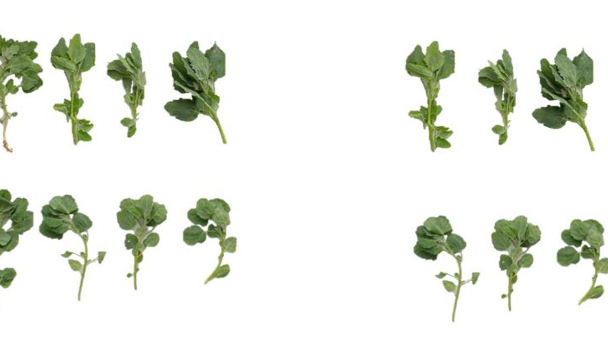 PROPIEDADES BROTES QUINOA | ¿Conoces los brotes de hojas verdes de ...