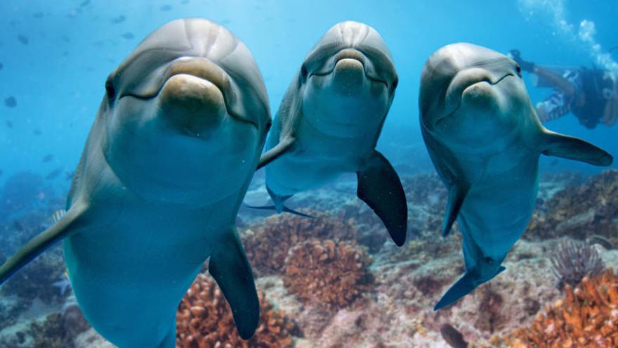 Los delfines hembras pueden experimentar placer sexual
