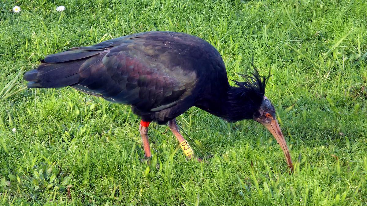 Peligro de extinción: Polémica en Extremadura por el asesinato de un ...