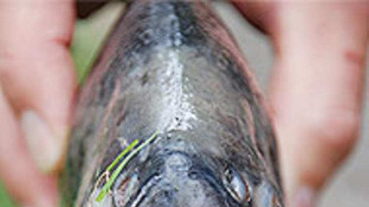 Aparece en un río de Inglaterra una piraña gigante de 35 centímetros