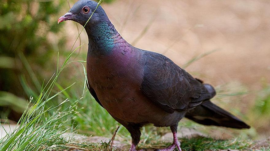 La cría en libertad de la paloma rabiche se duplica en Gran Canaria