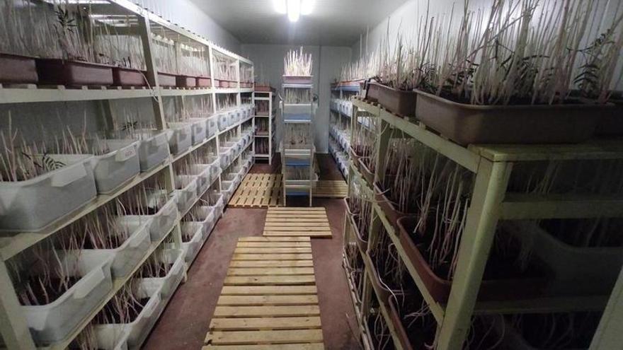 La mayor producción del insectario de Alzira permite aplicar la lucha ...