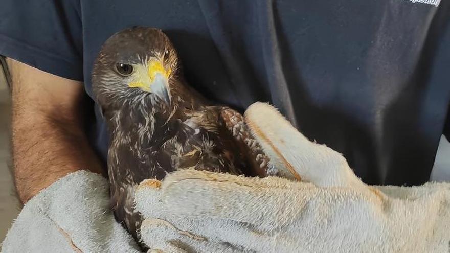 Disoriented Harris's Hawk Rescued by Neotrópico Foundation in San ...