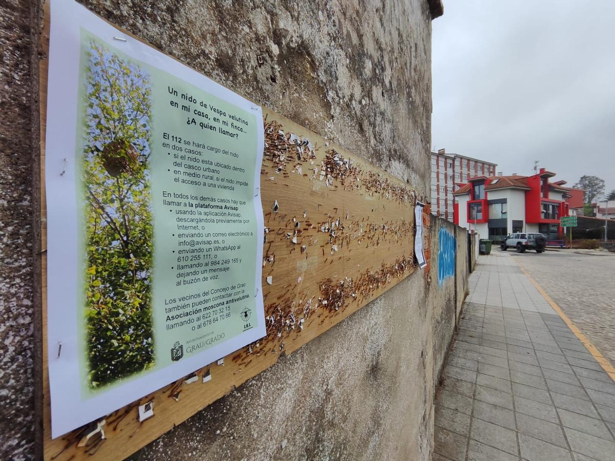 VELUTINA ASTURIAS | Alerta velutina: qué hacer y a quién llamar si hay ...