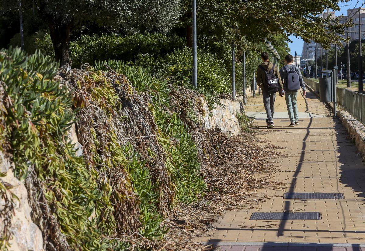 Los vecinos, molestos por la falta de poda en el parque de la avenida ...