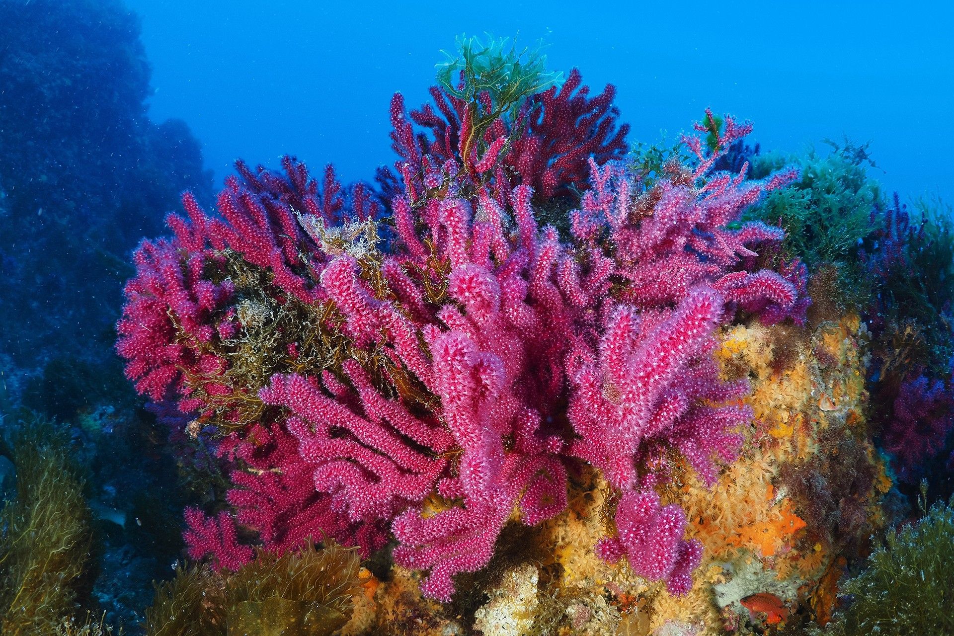Estas son las fotos ganadoras del Certamen para la Conservación del Mar ...