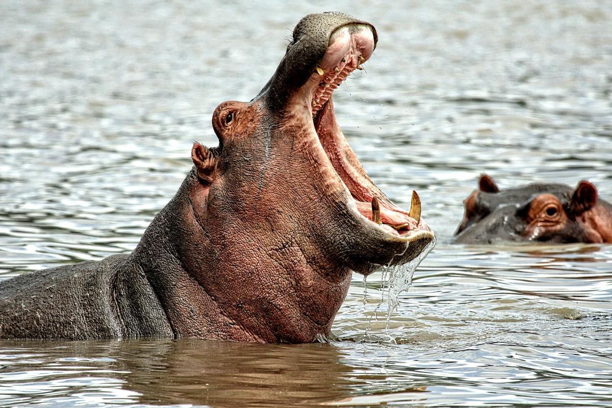 Un hipopòtam africà es menja un nen de dos anys i després l'escup