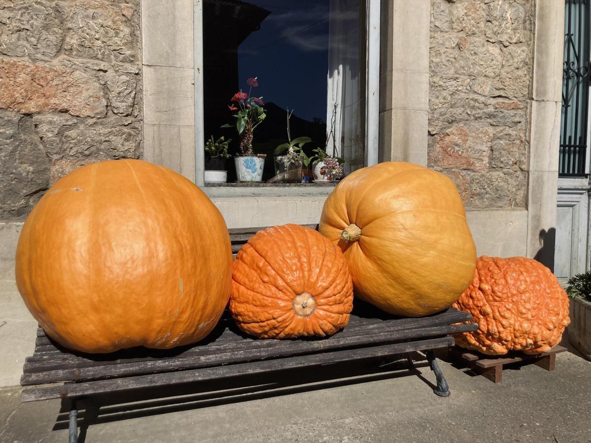 El secreto de las "calabazas gigantes" de Villazón está en la huerta de ...