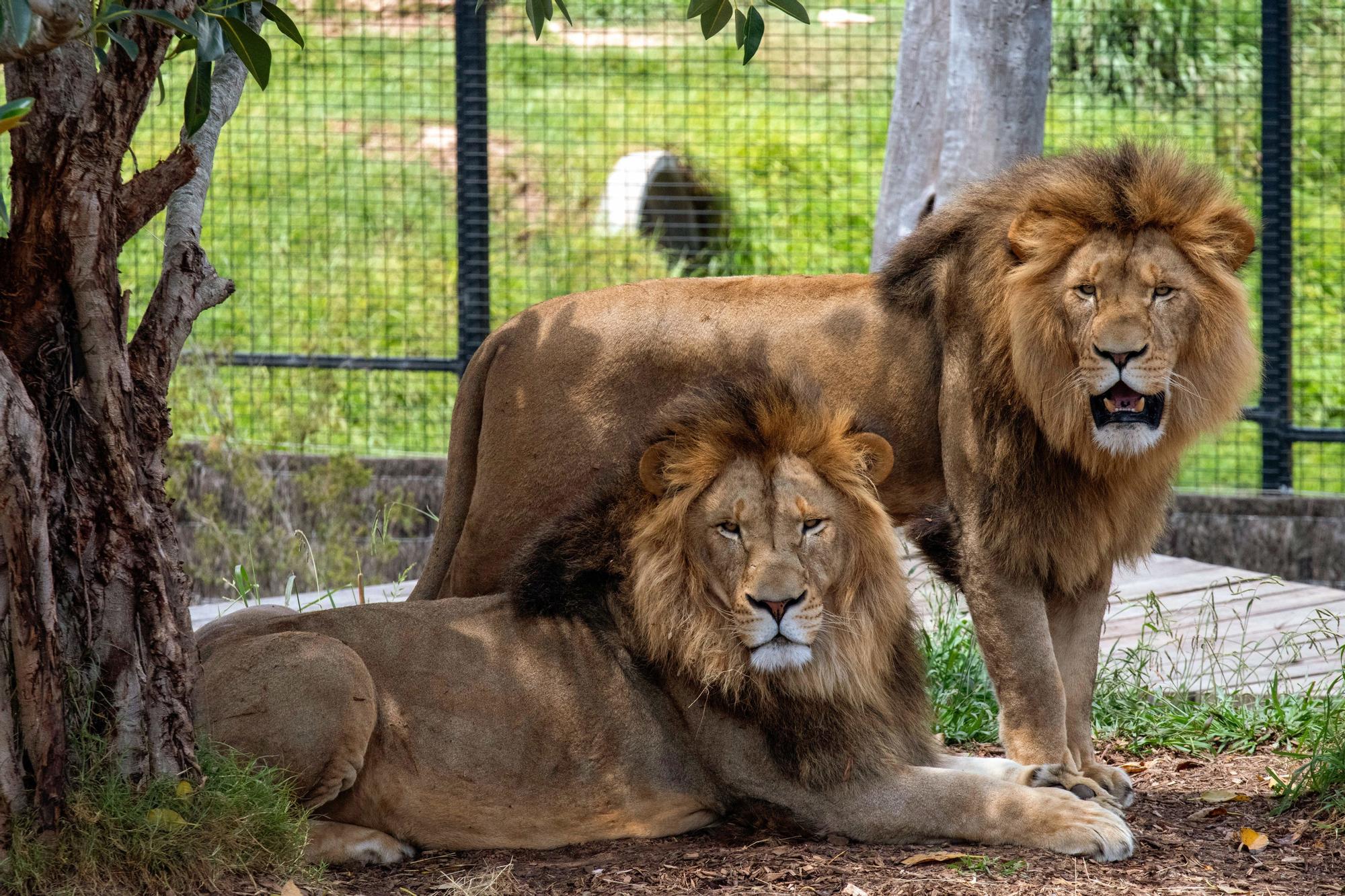 Un zoo en Australia cierra sus puertas tras la fuga de cinco leones