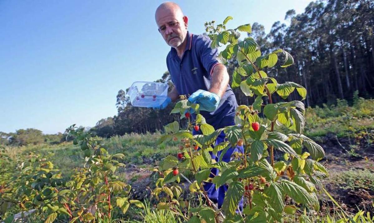Couso comercializa su primera cosecha de frutos del bosque a 13,3 euros ...