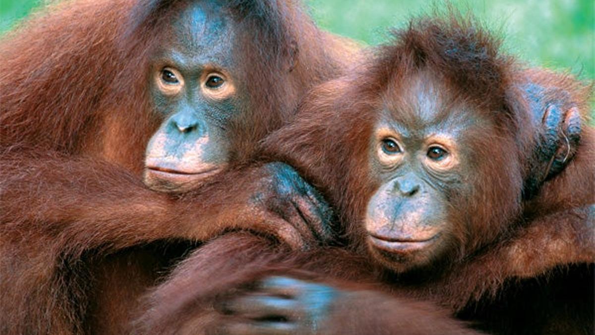 Saba y Sarawak - Viajar