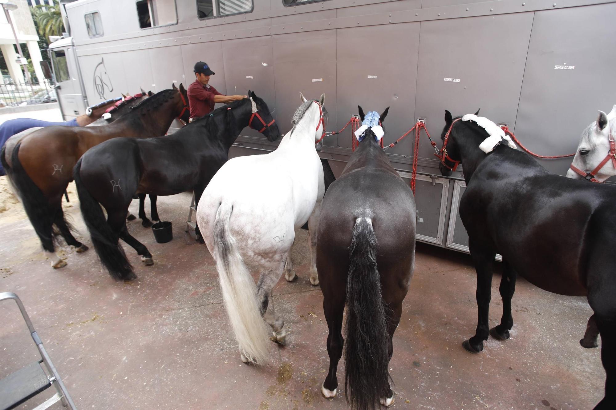 Así se preparan los caballos de rejoneo para torear (en imágenes)