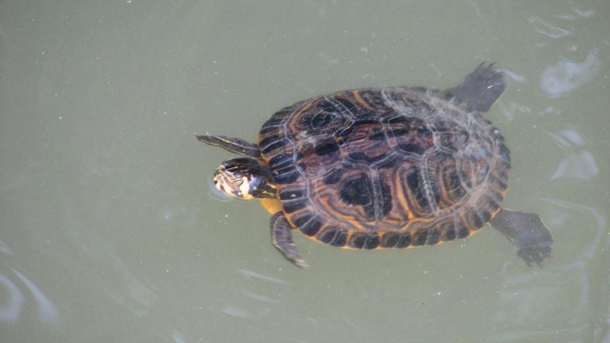 Las especies invasoras en la Comunitat Valenciana
