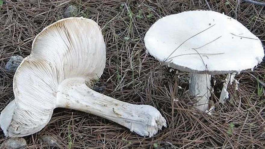 Temporada de setas: los siete 'bolets' más populares de Mallorca