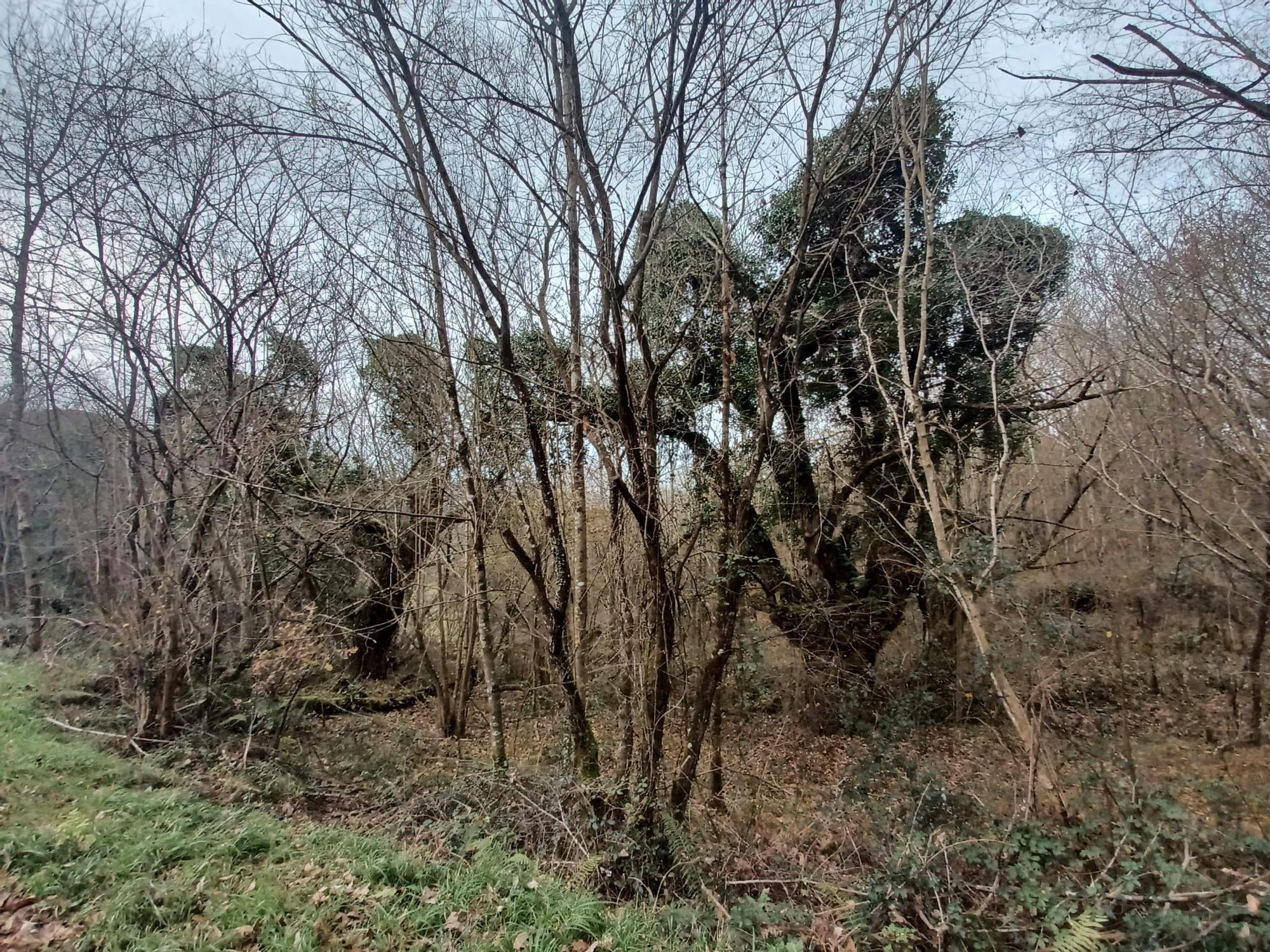 La ruta del bosque viejo de Báscones, un baño de historia y naturaleza ...