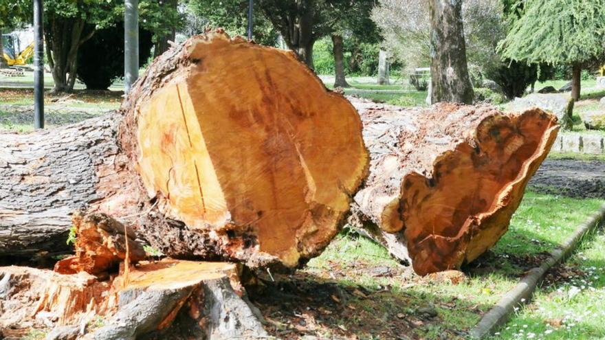 PP y BNG critican la tala de árboles en Pablo Iglesias y el Concello ...