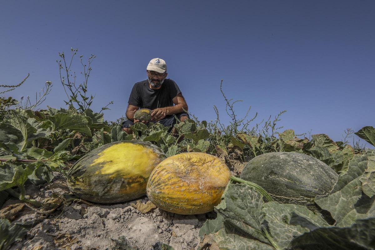 El calor adelantado y los hongos dan al traste con el 40% de la ...