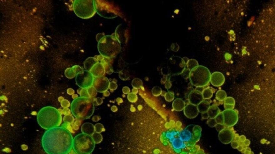 Las primeras células se agruparon de forma autónoma, tanto en la Tierra ...