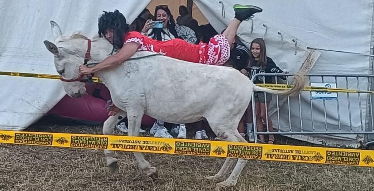 Burros a la carrera en Muncó (Siero): "Solo corren tres veces al año"