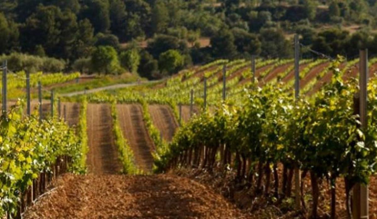 De l'agricultura al turisme: el potencial del paisatge gironí