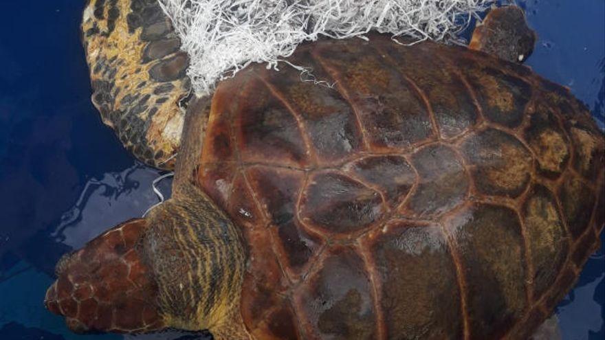 Rescatada en La Palma una tortuga boba enredada en material de pesca y ...