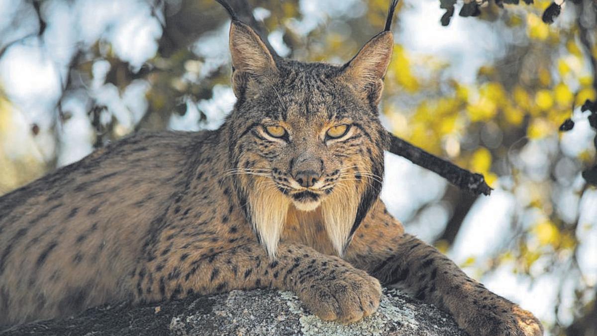 Els linxs es podrien convertir en la solució per erradicar la plaga de ...