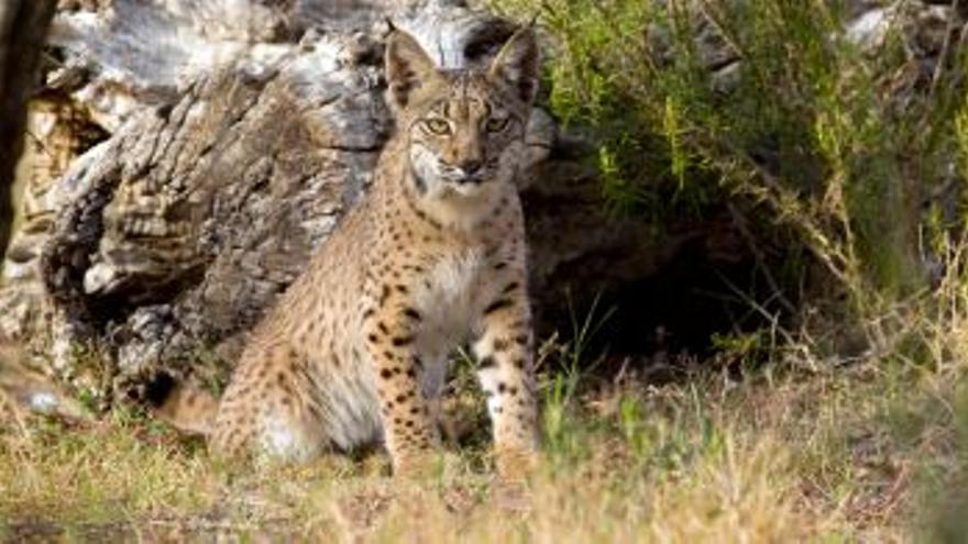 El 25% de los animales europeos está amenazado de extinción