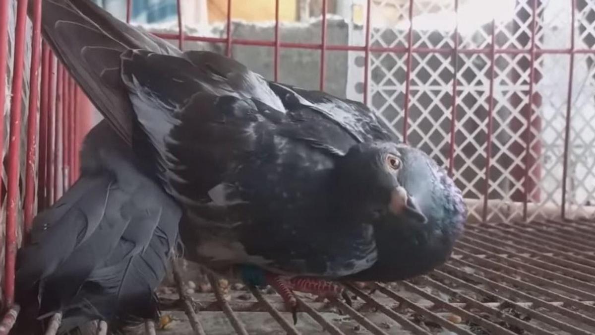 Palomas zombis Canarias: Alerta por un nuevo virus que convierte a las ...