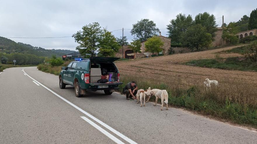 Denuncien un bagenc per tenir vuit gossos descuidats - Regió7