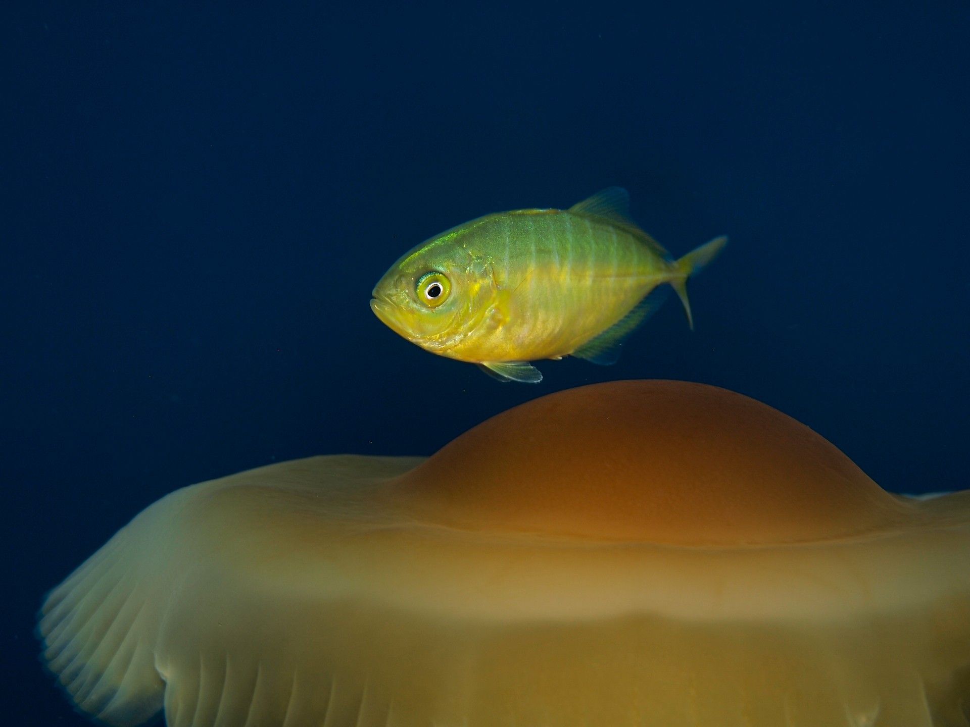 Estas son las fotos ganadoras del Certamen para la Conservación del Mar ...