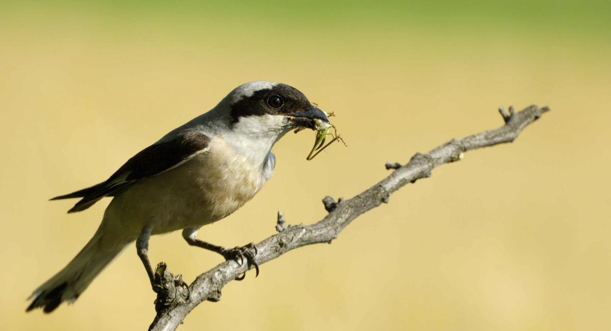Informe: El dramático declive de las aves en todo el mundo