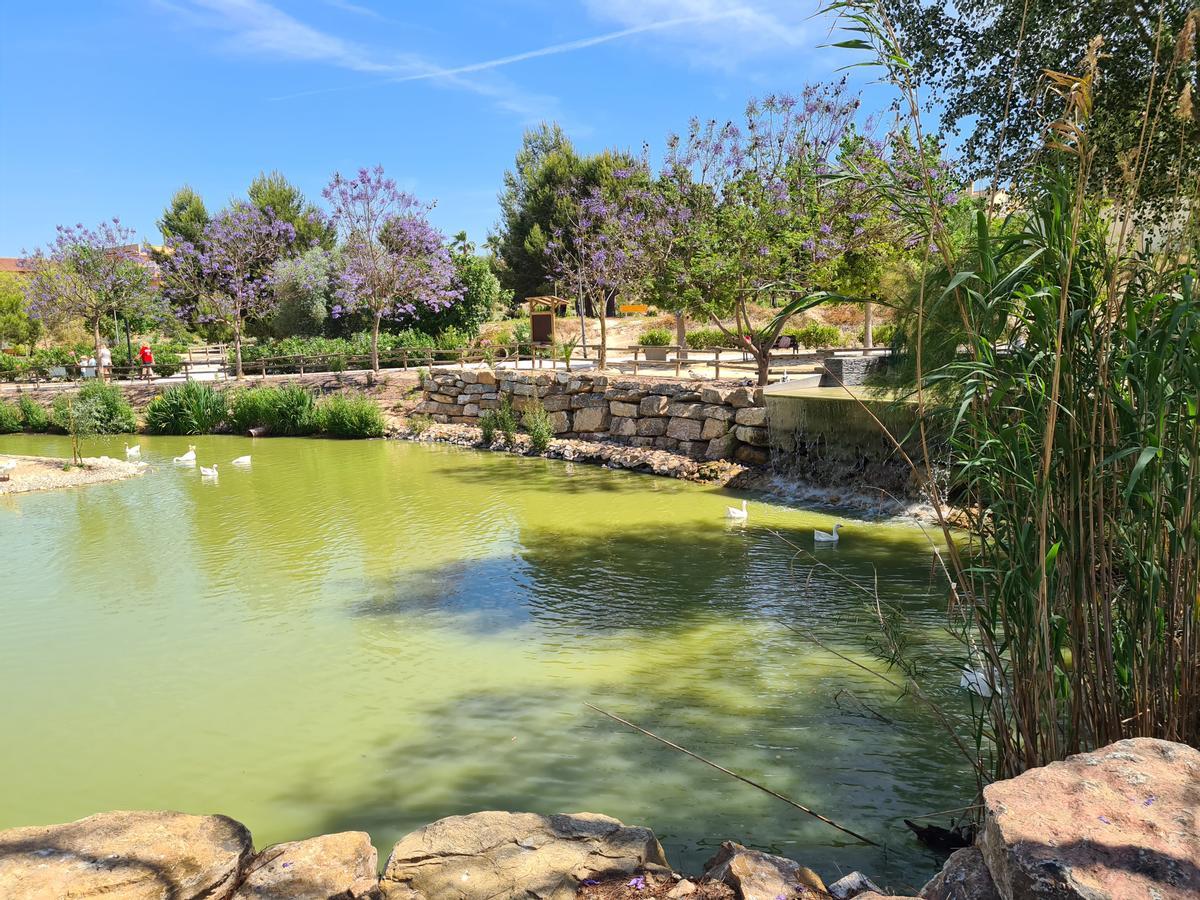 La CHS niega a Benijófar el agua de la depuradora a su huerta ...