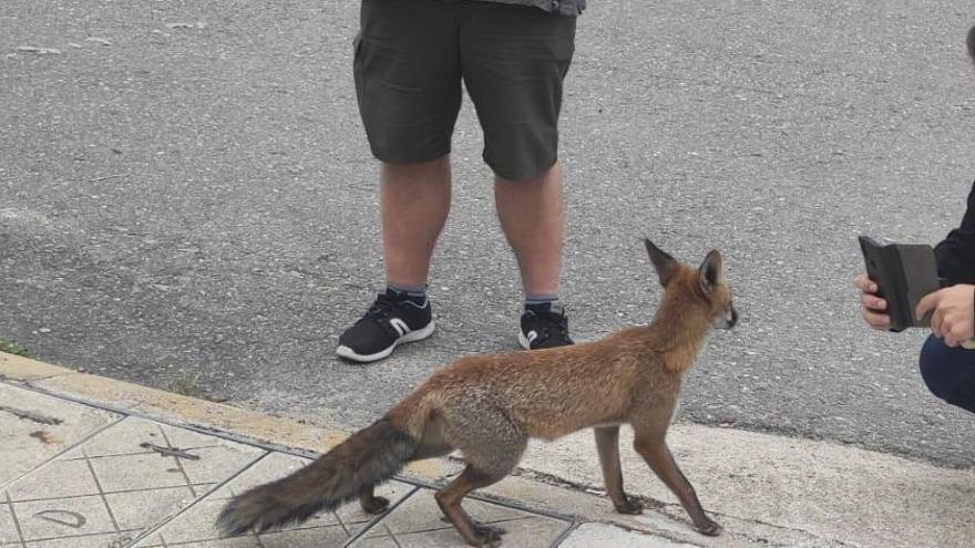 ANIMALES EN BUEU: Una cría de zorro se pasea por el parque empresarial ...