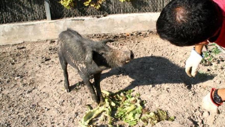 El «cerdolí» se extiende sin control desde el interior a la costa de Xàbia