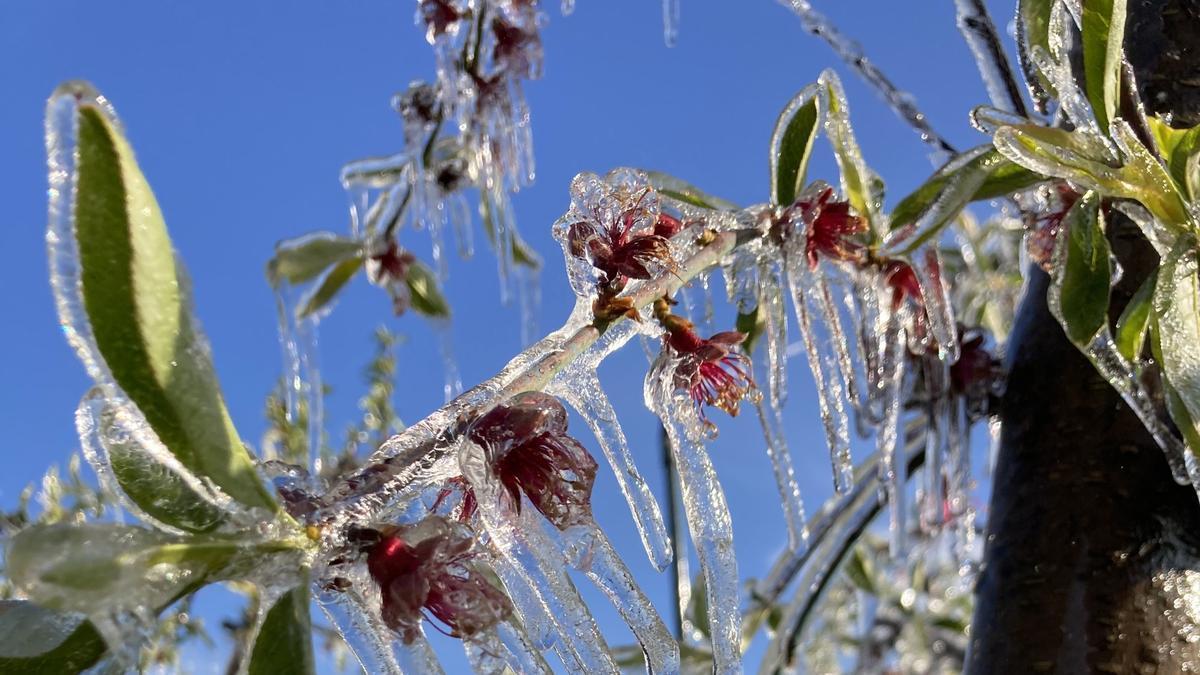 ¿Cómo hacen frente los árboles a las heladas tardías de primavera?