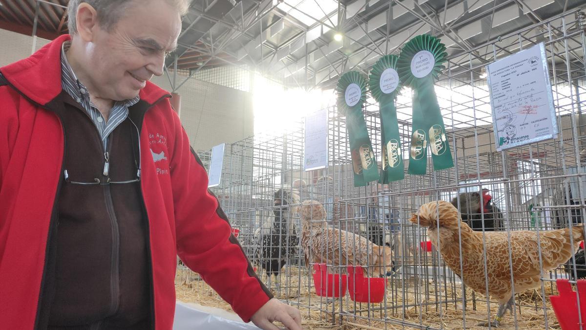 Una gallina paduana criada en Busto se alza como el mejor animal de la ...