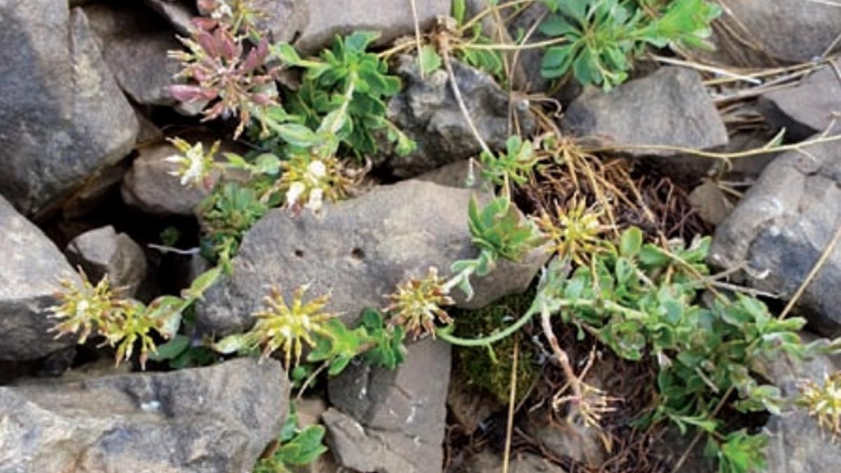Descoberta al Parc Natural del Cadí-Moixeró: una nova espècie de planta ...
