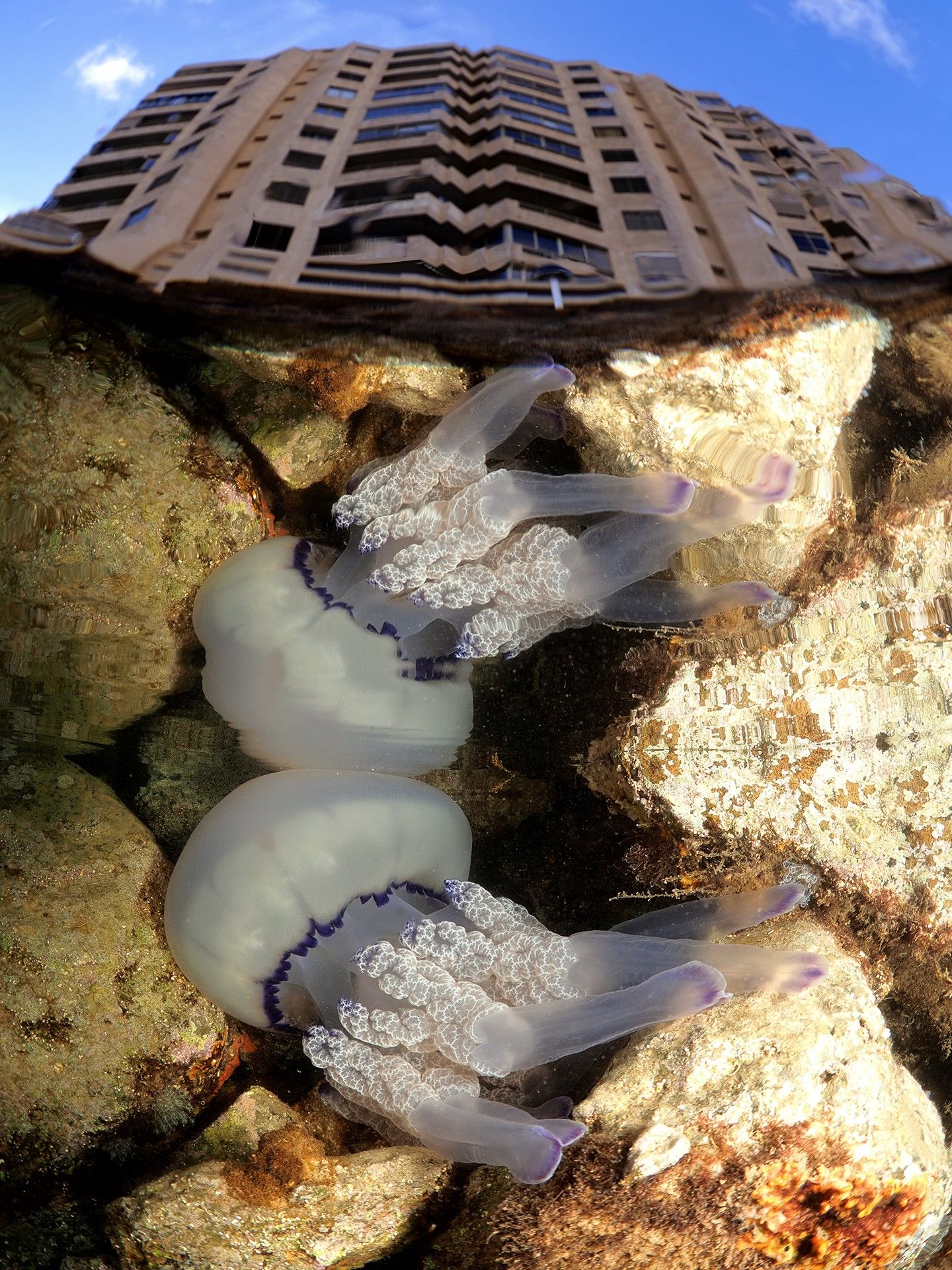 Estas son las fotos ganadoras del Certamen para la Conservación del Mar ...