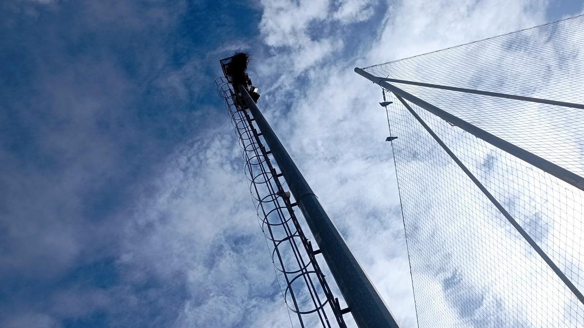 Olletas: Nidos de cotorras en la Olímpica Victoriana