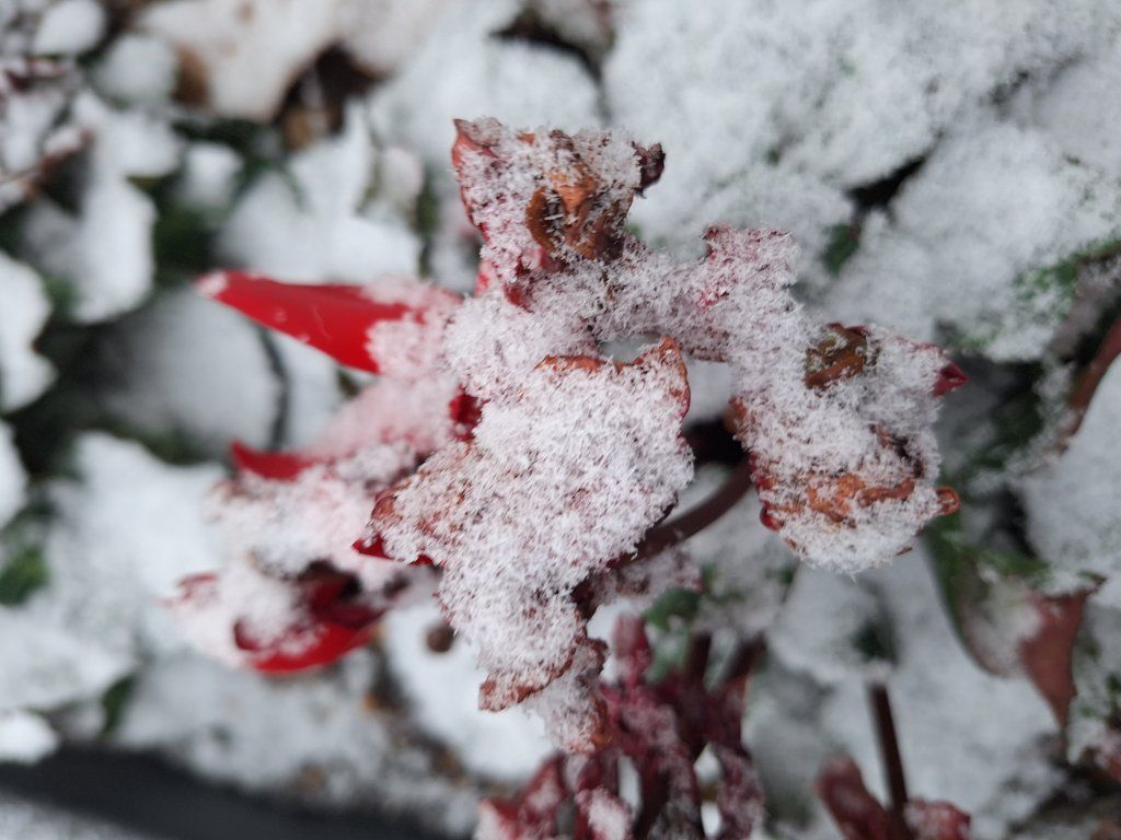 Las imágenes de Morella cubierta de nieve en Navidad