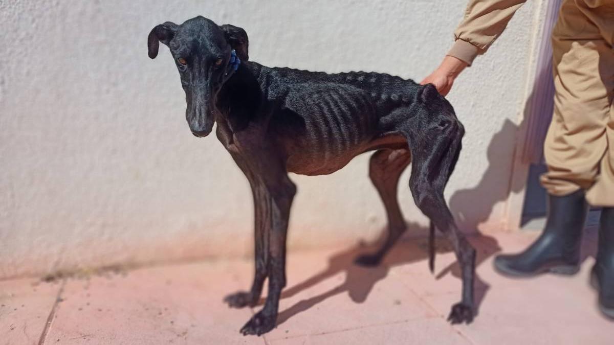 Ley de Bienestar Animal: Vigo se suma al clamor estatal: este 1 de ...