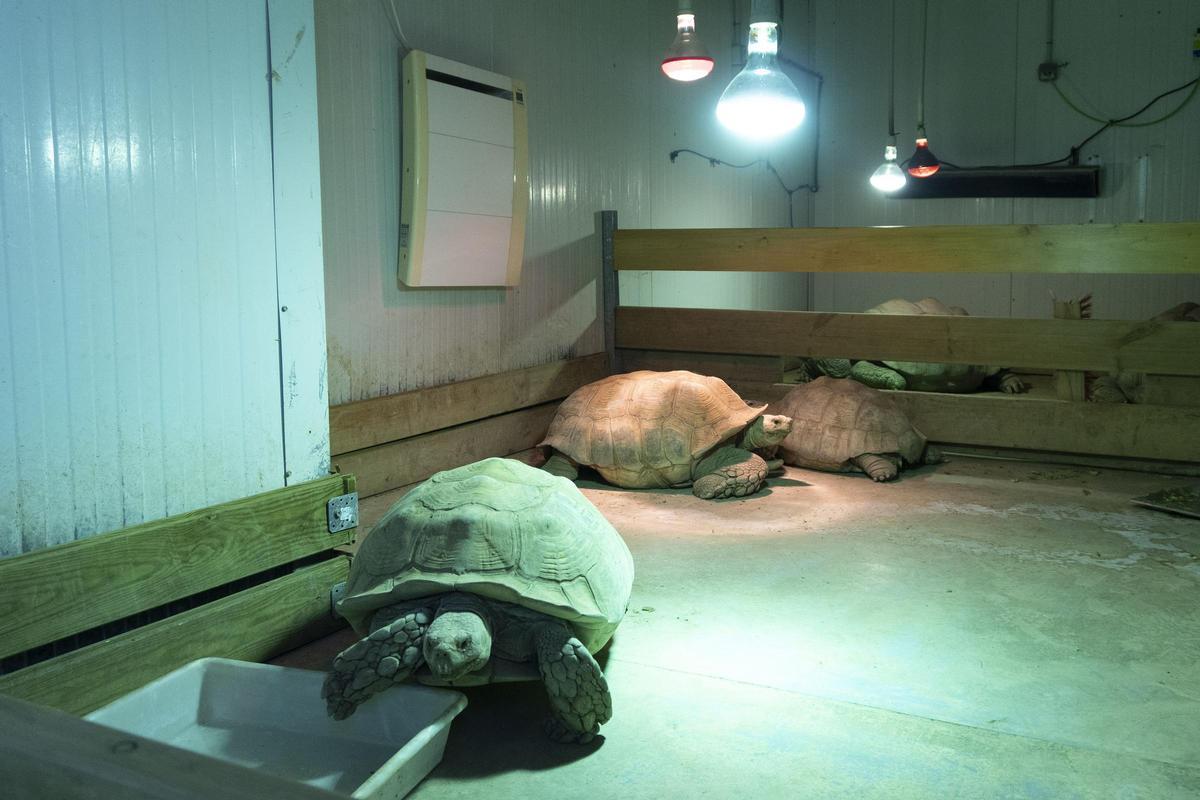 Bioparc extrema les mesures per a protegir els animals de l’onada de fred