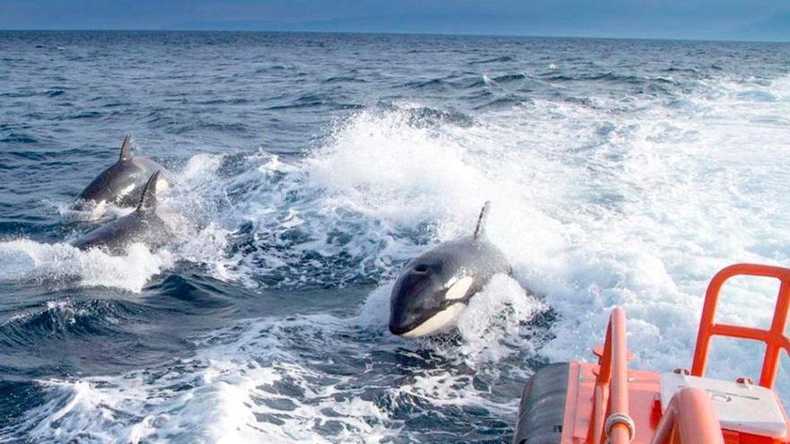 Una manada de orcas hunde un velero en el Estrecho
