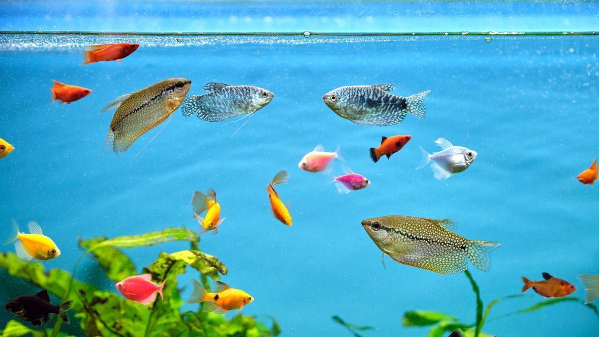 Peces ideales para tener como mascota: guía práctica para empezar sin ...