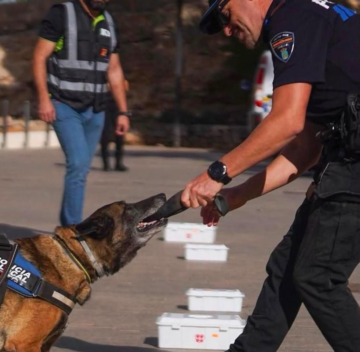 MUERTES EN IBIZA: Muere Kata, la primera perra antidroga de la policía ...
