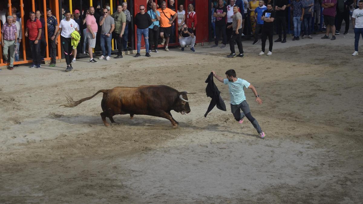 El recinto taurino de Moncofa, al completo por el primer cerril del año ...